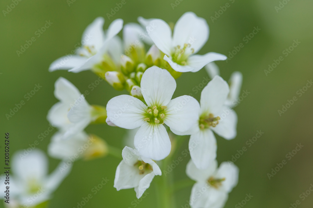 Cardamine pratensis (cuckooflower, lady's smock, mayflower, or ...