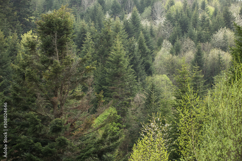 Beautiful vibrant background of spruce forest with view from above. top ...