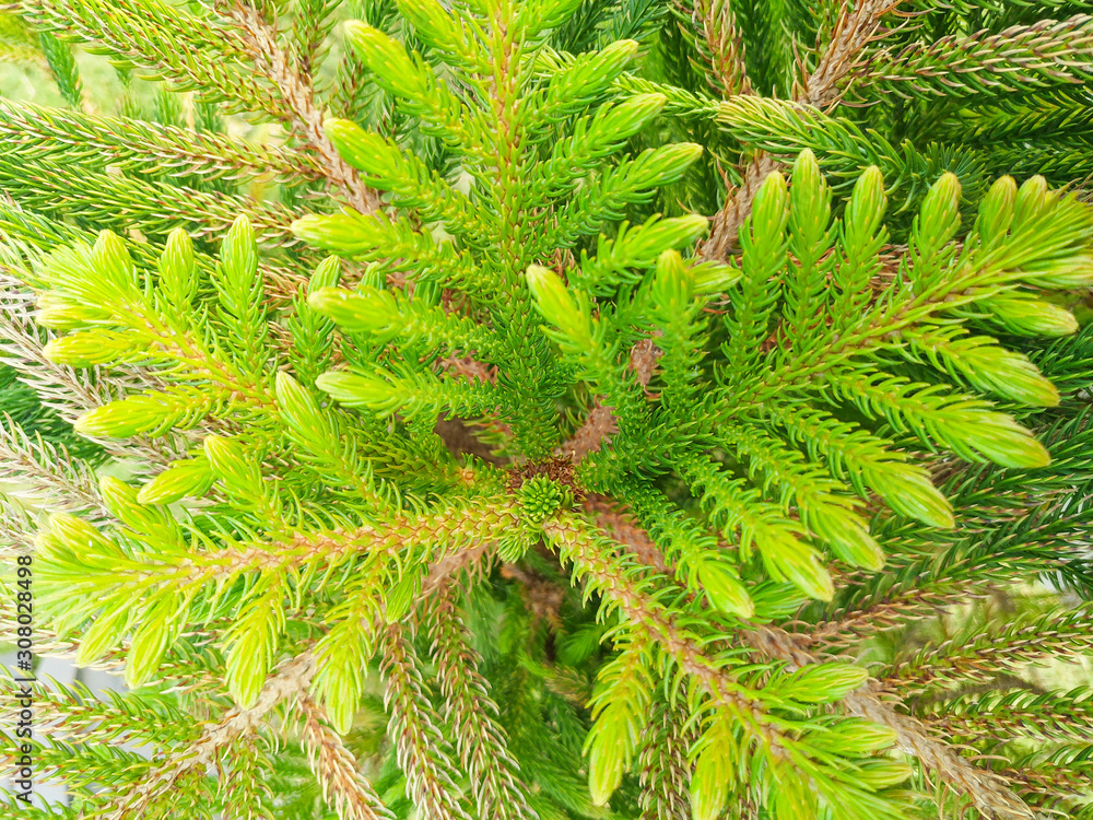Sirsa, Haryana, India / 6 December 2019: Norfolk Island Pine also known ...
