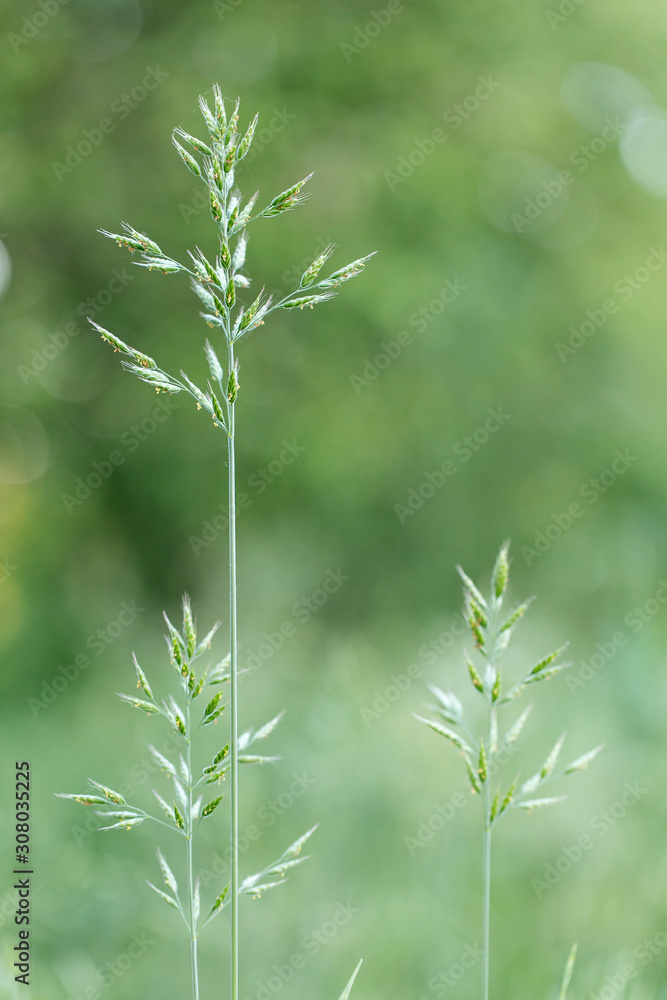 Bromus mollis is a plant species of the Poaceae family. Stock Photo ...