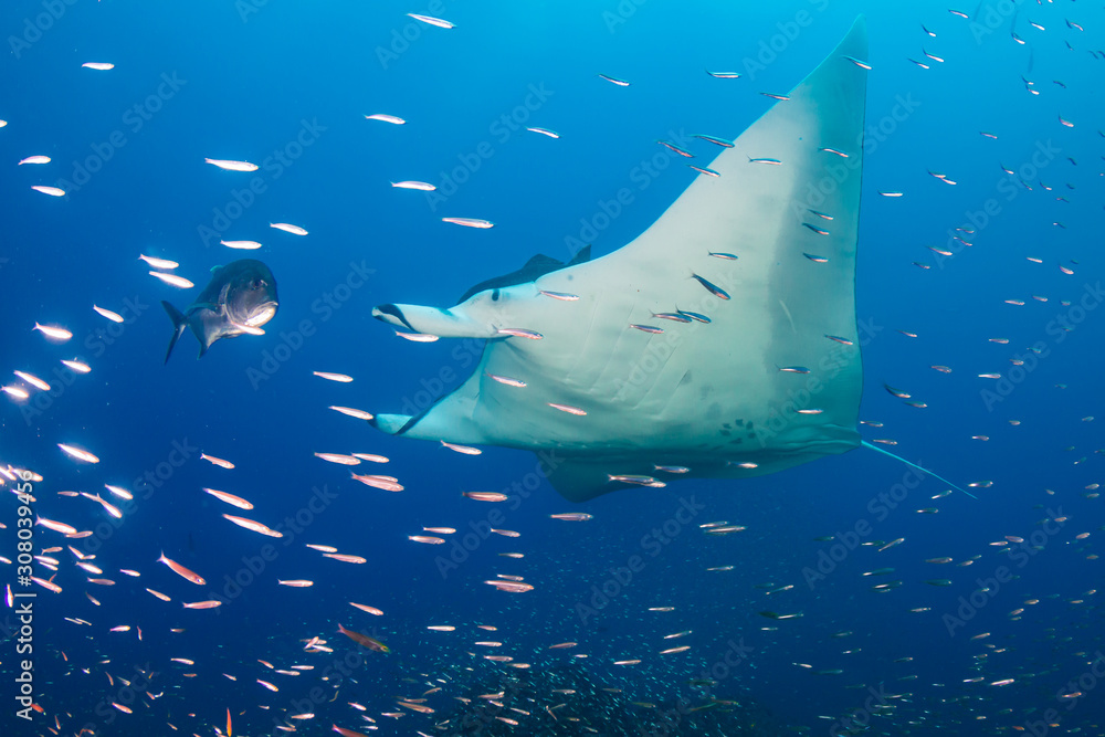 Large Female Oceanic Manta Ray (Manta birostris) swimming through ...