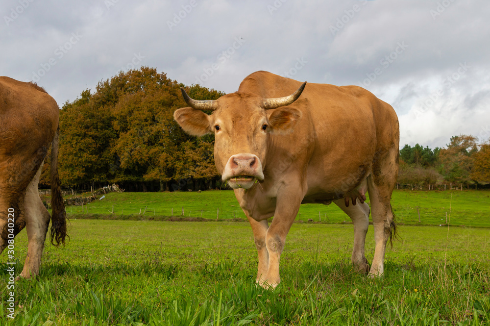 Vaca rubia gallega en un prado. Stock Photo | Adobe Stock
