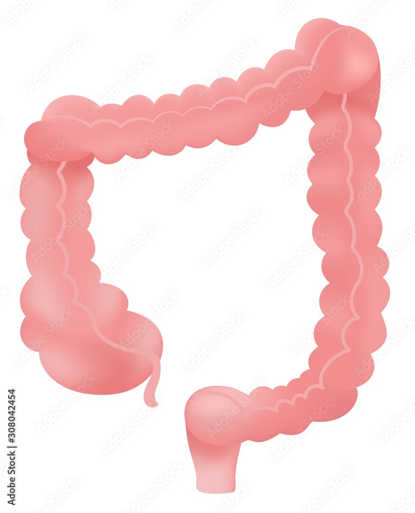 Anatomy of the human colon Stock Vector | Adobe Stock