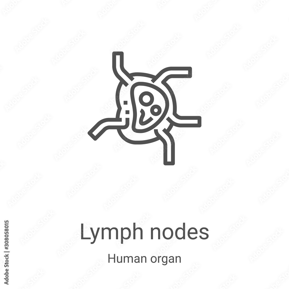 lymph nodes icon vector from human organ collection. Thin line lymph ...