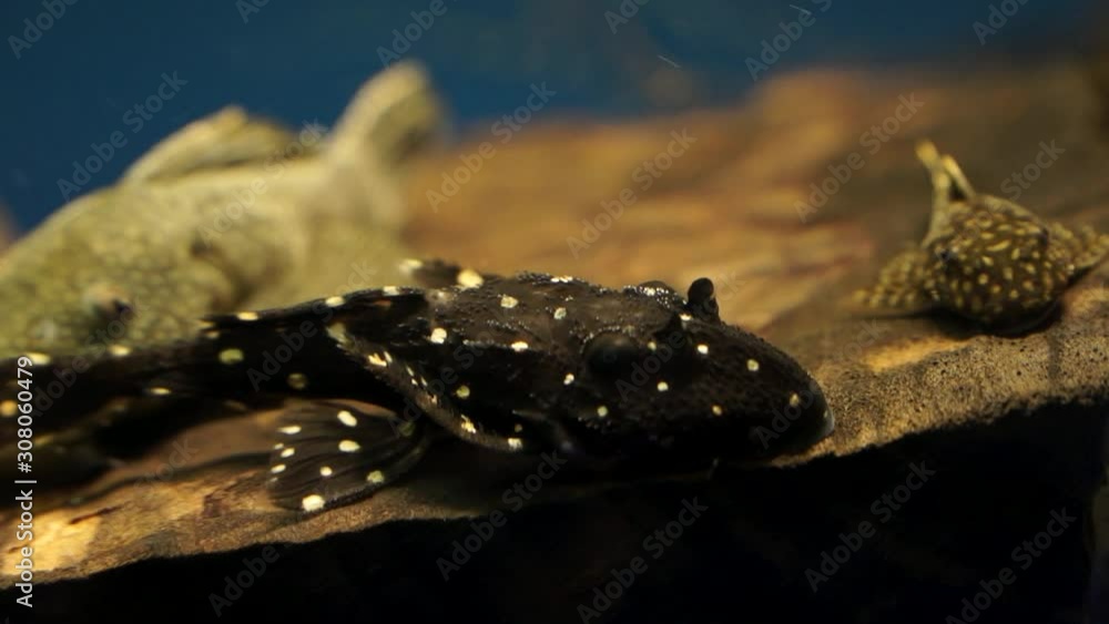 White Spots on Black Body Suckermouth Catfish Adonis Pleco Sitting On ...