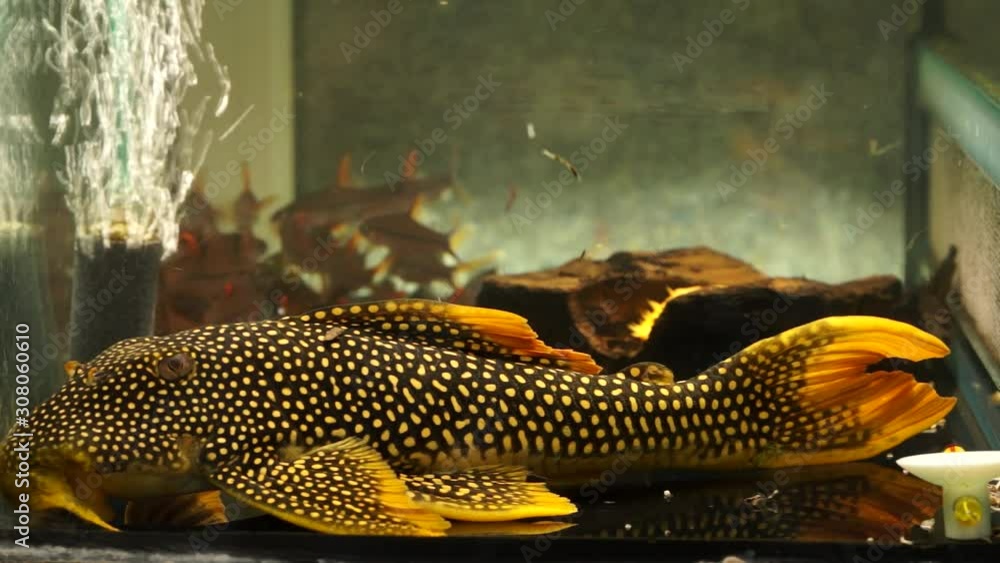 Sunshine Pleco