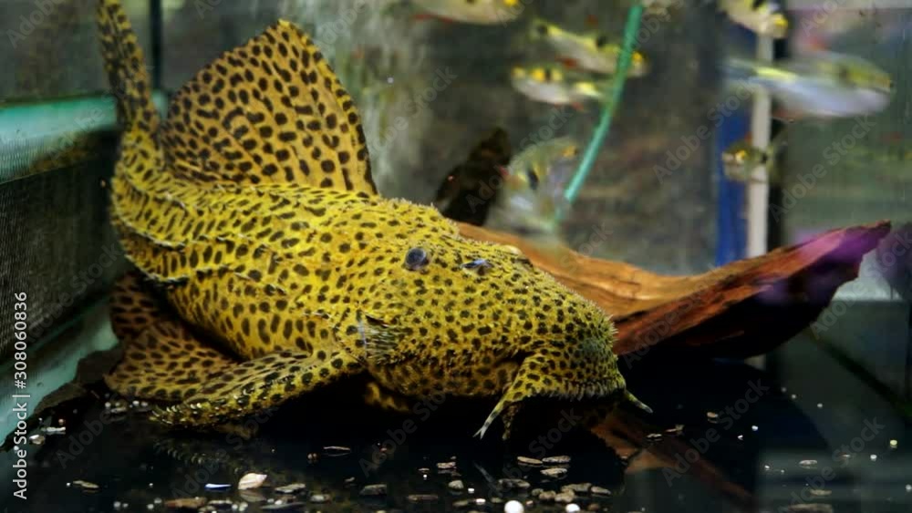 Spotted Rubber Lip Pleco