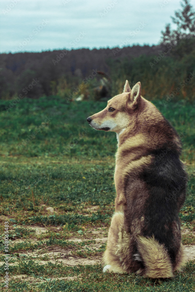Dog sits with his back in nature Stock Photo | Adobe Stock
