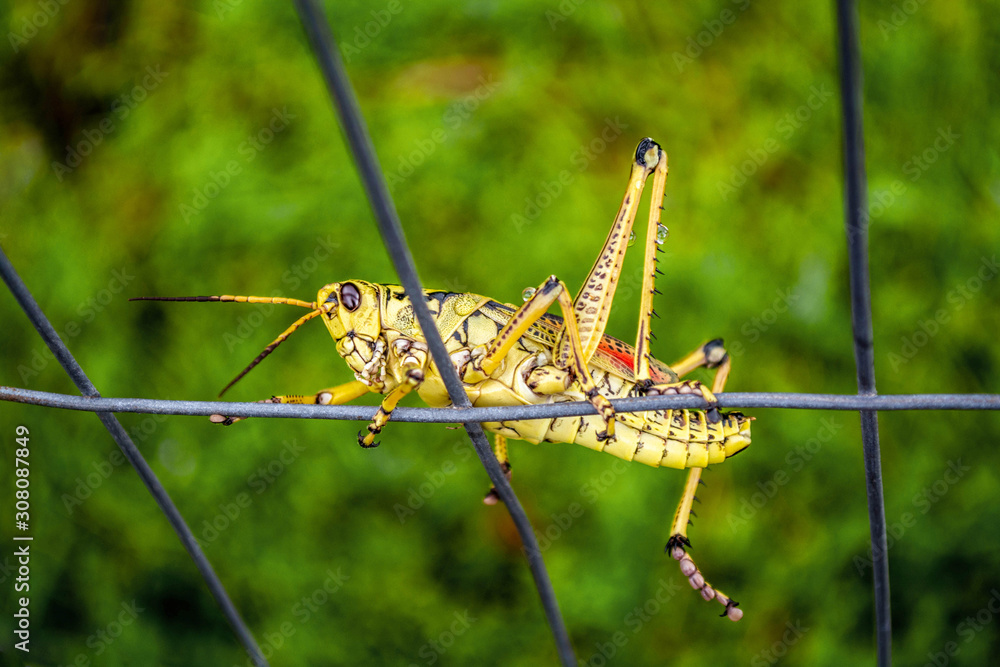Eastern lubber grasshopper. Florida lubber. Yellow grasshopper ...