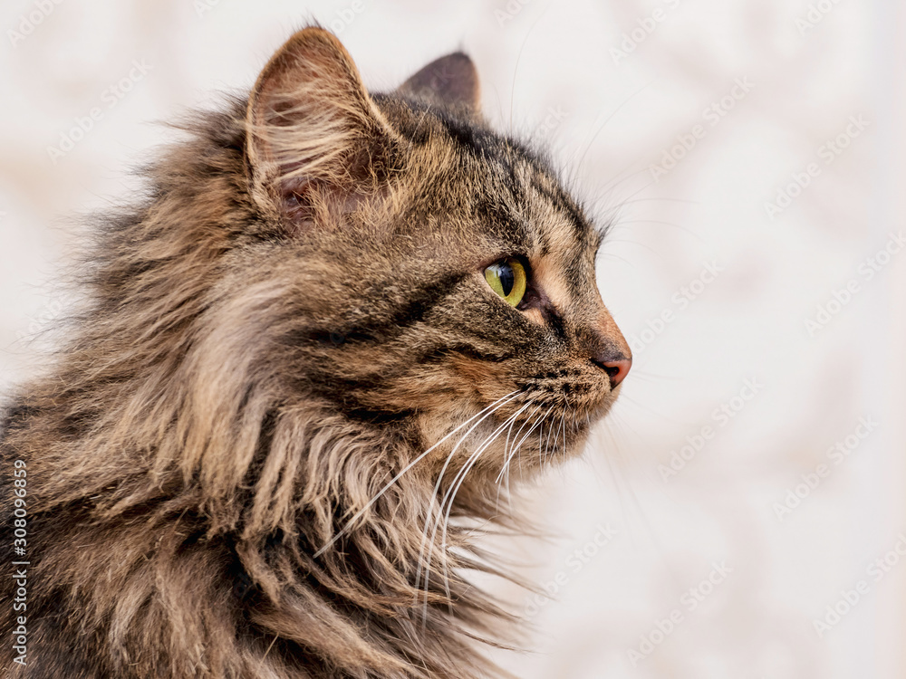 Light Brown Fluffy Cat
