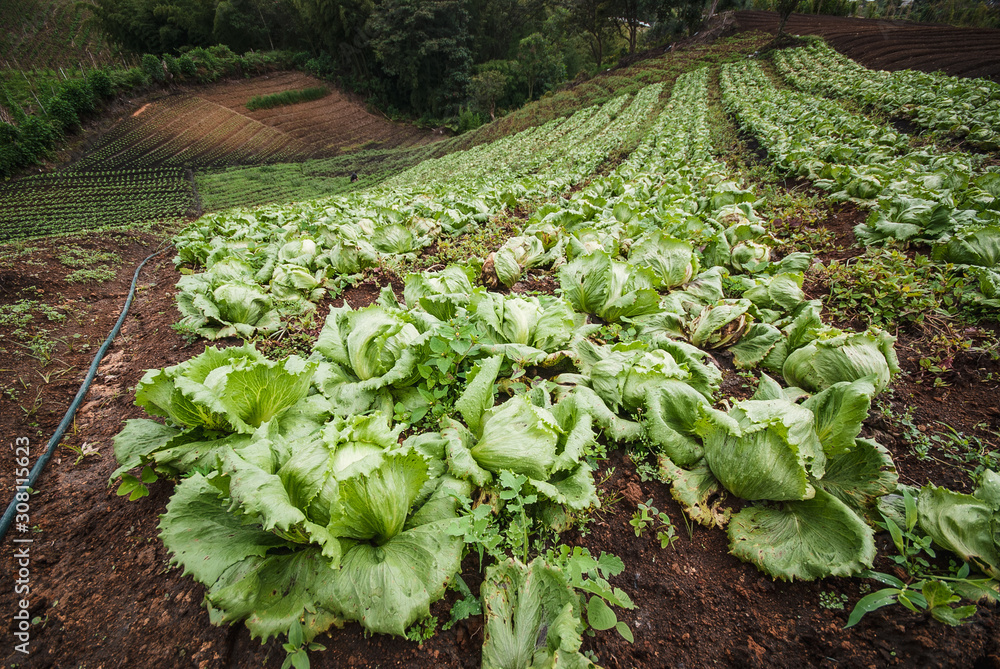 Agricultura colombiana en el municipio de Marinilla Antioquia ...