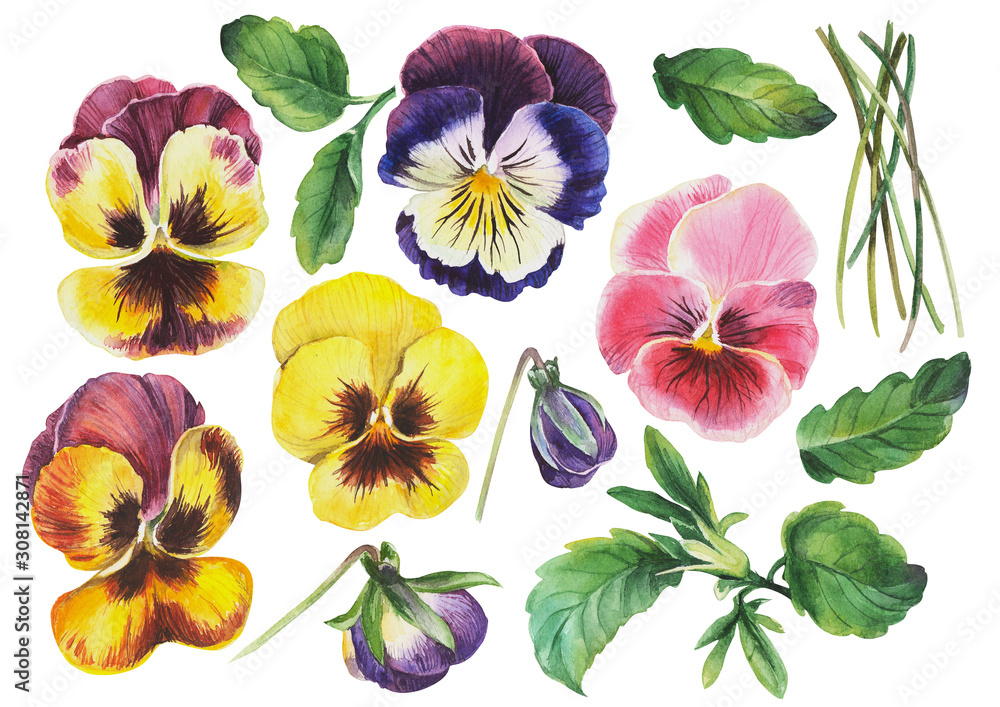 Set of colored pansy flowers on isolated white background, watercolor ...