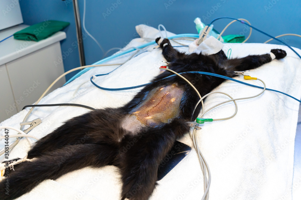 Preparation of the surgical field before cat ovariohysterectomy surgery ...