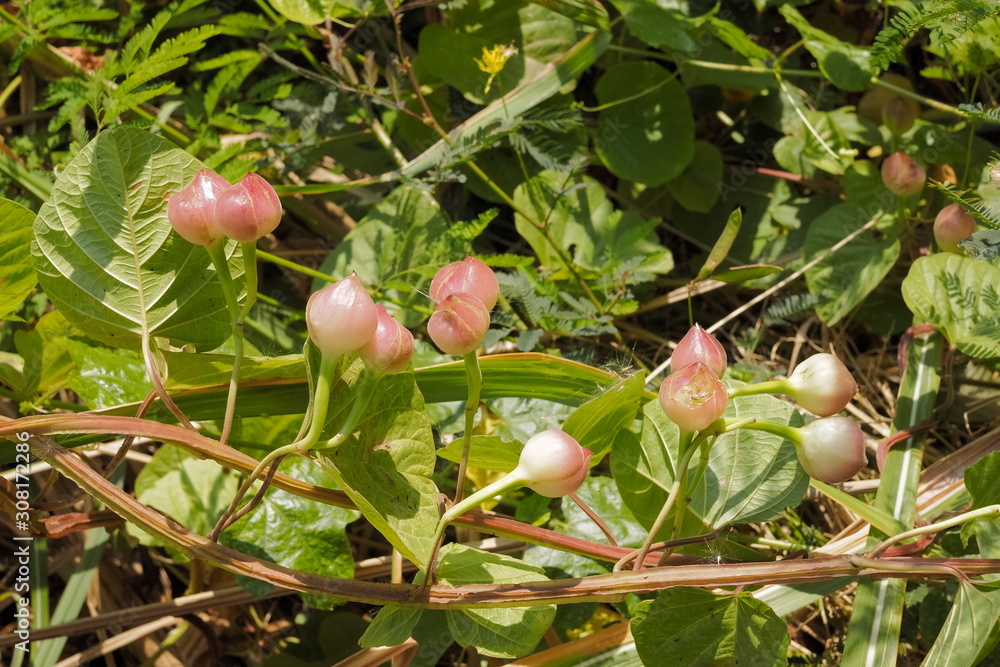 Red flowers bud of Devil's Trumpet or Moon flower with green nature ...