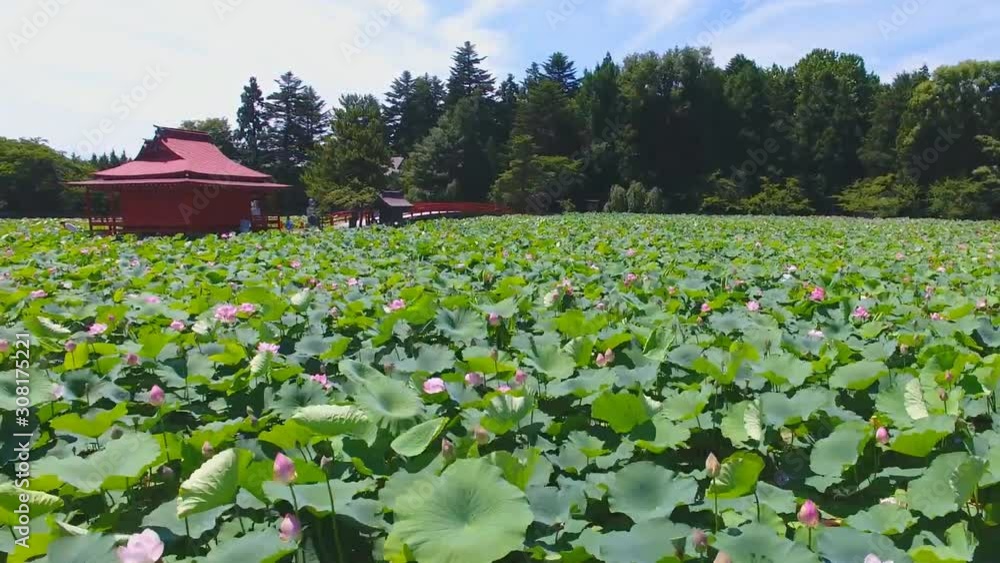 Onoe Sarugaso Shrine lotus Ikebashi red sky tree Onou Hirakawa shi ...