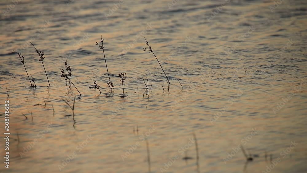 Ambient motion of amorseco grass continuously swaying the river's water ...