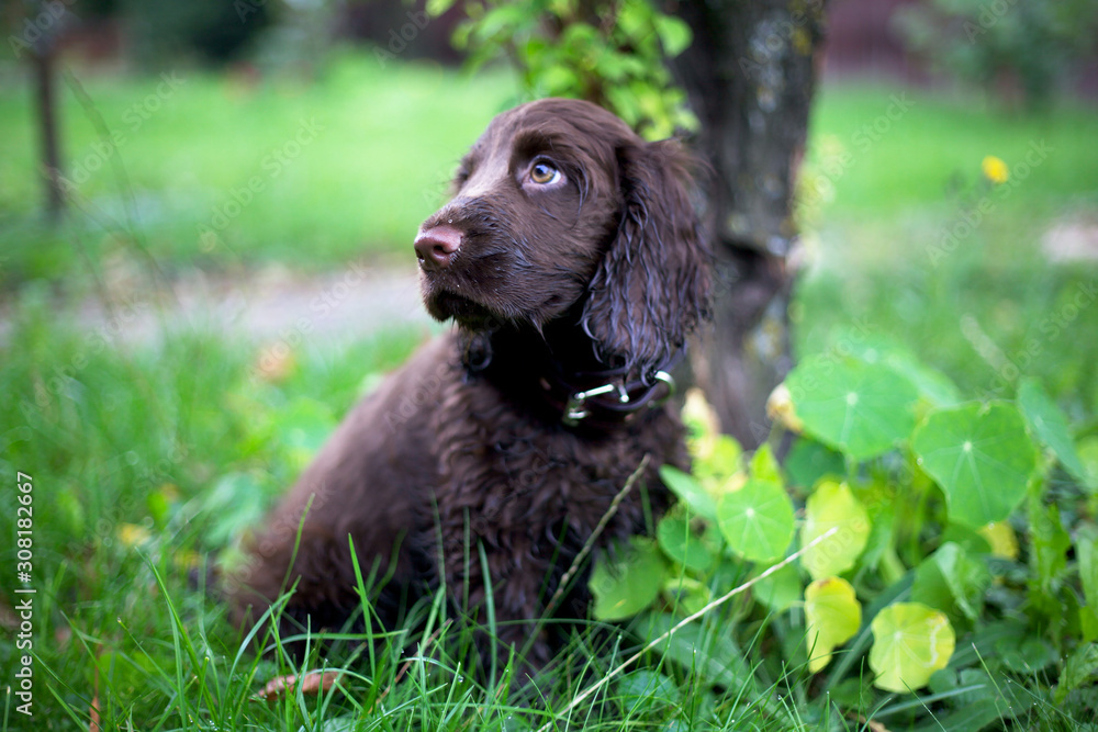Chocolate English Cocker Spaniel Puppies