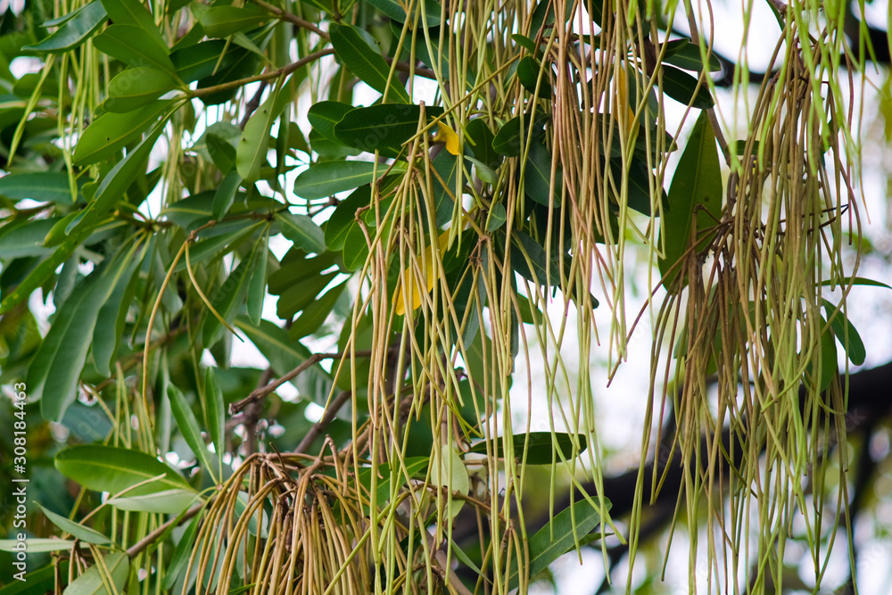 Green Pods of Blackboard Tree or Devil Tree (Alstonia scholaris) Stock ...