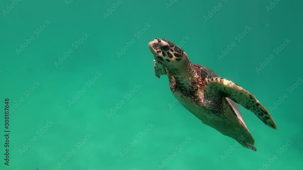 cute green sea turtle (Chelonia mydas) swim in turquoise water in a ...