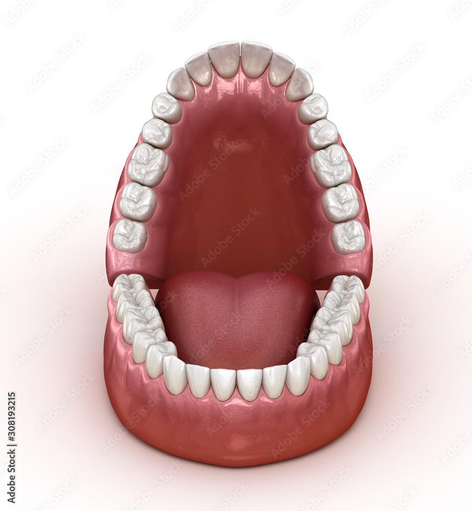 Dental anatomy - Opened Dentures. Medically accurate dental 3D ...