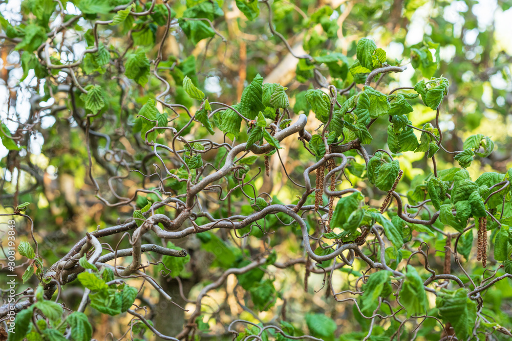 Spring branches of Corylus avellana Contorta (Corkscrew hazel) with fresh leaves in a Balchik ...