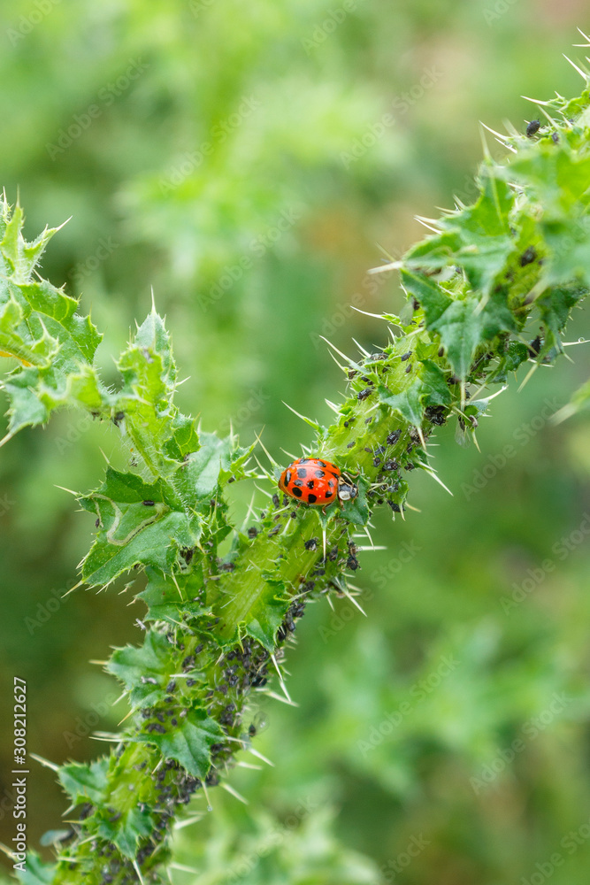 Ladybug insect and aphids. Harlequin ladybird, Asian lady Beetle ...