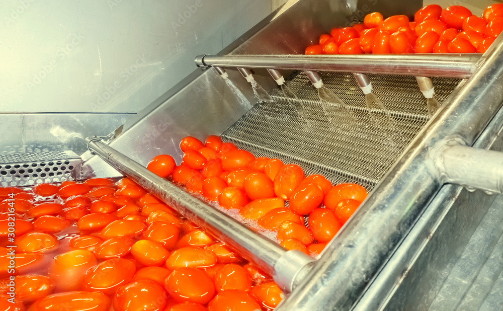 Red tomatoes fall into tanks filled with water to wash and come out ...