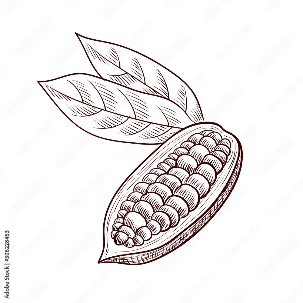 vector drawing cocoa fruit Stock Vector | Adobe Stock