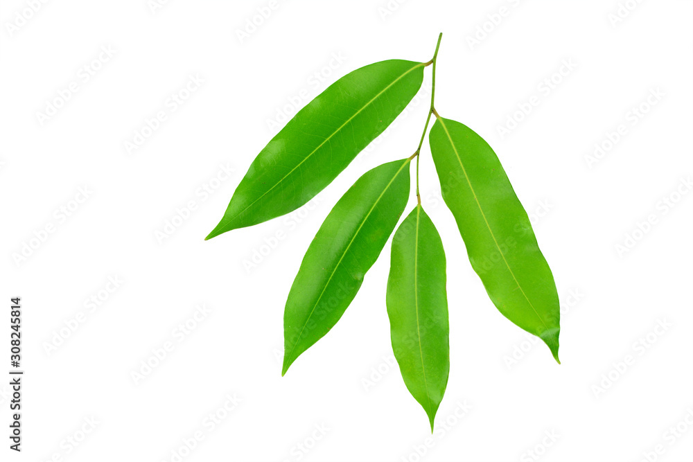 Cambodia National Flower Rumdul | Best Flower Site