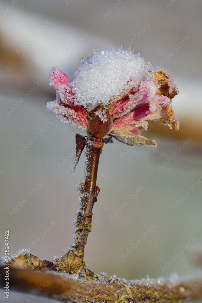 Snow on winter Snowball Flowers, Viburnum bodnantense flowers under ...