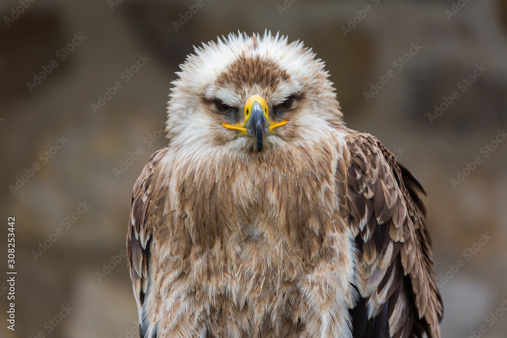 Hawk Beak Front View