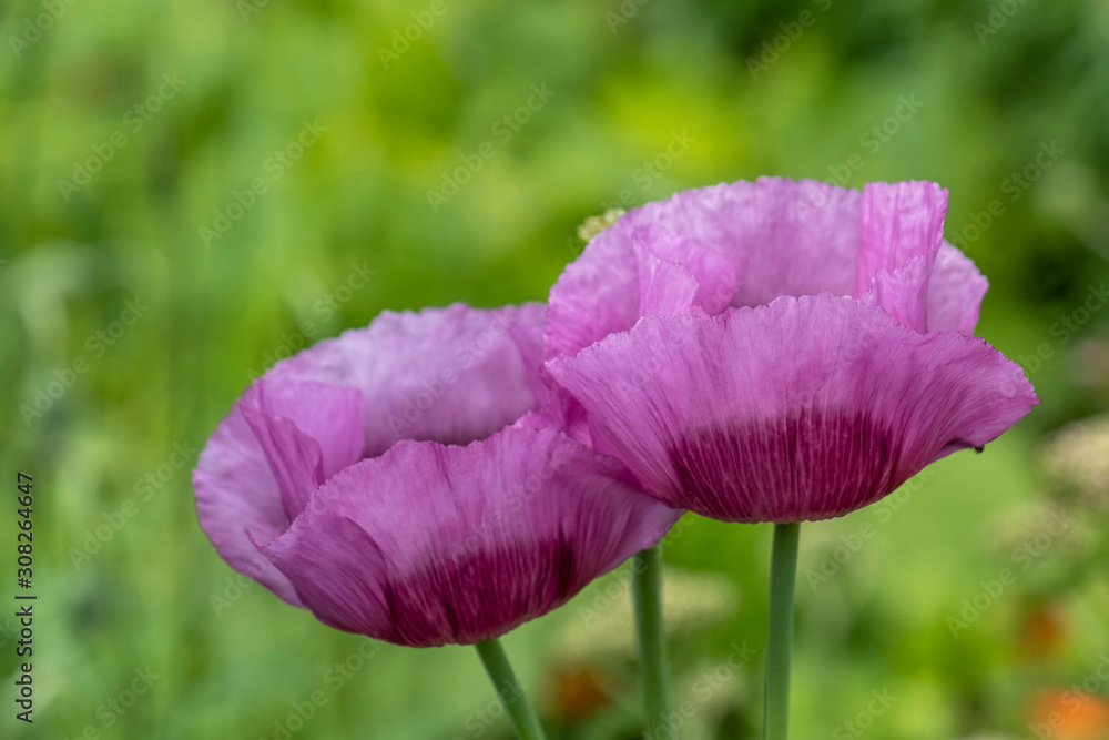Schlafmohn (Papaver somniferum) Stock Photo | Adobe Stock