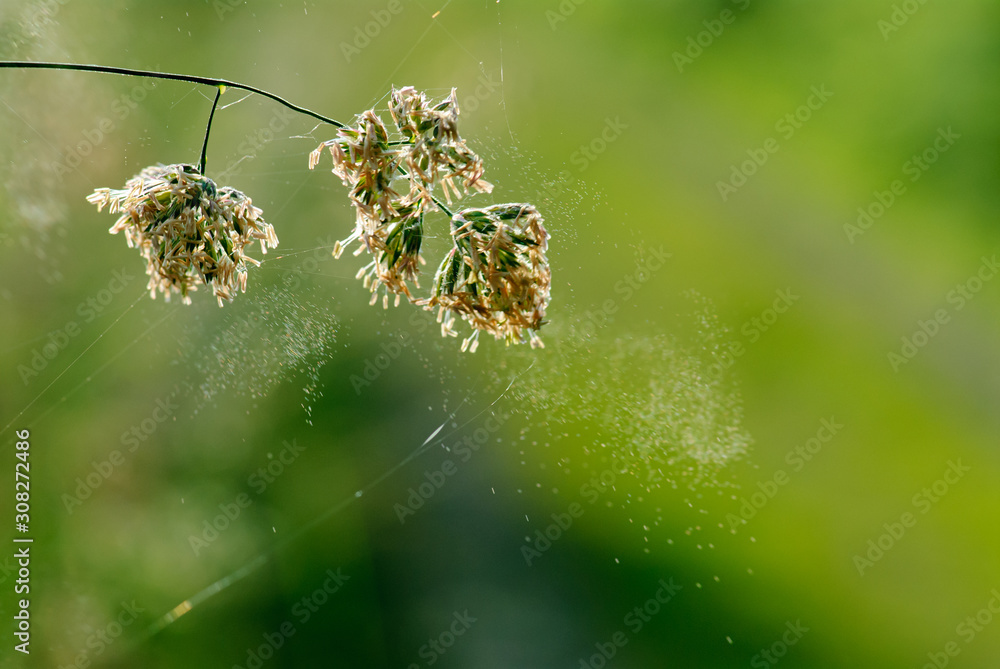 Flying grasses pollen, Grasses pollen flying, Dactylis glomerata ...