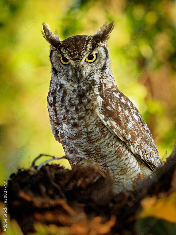 African Eagle Owl