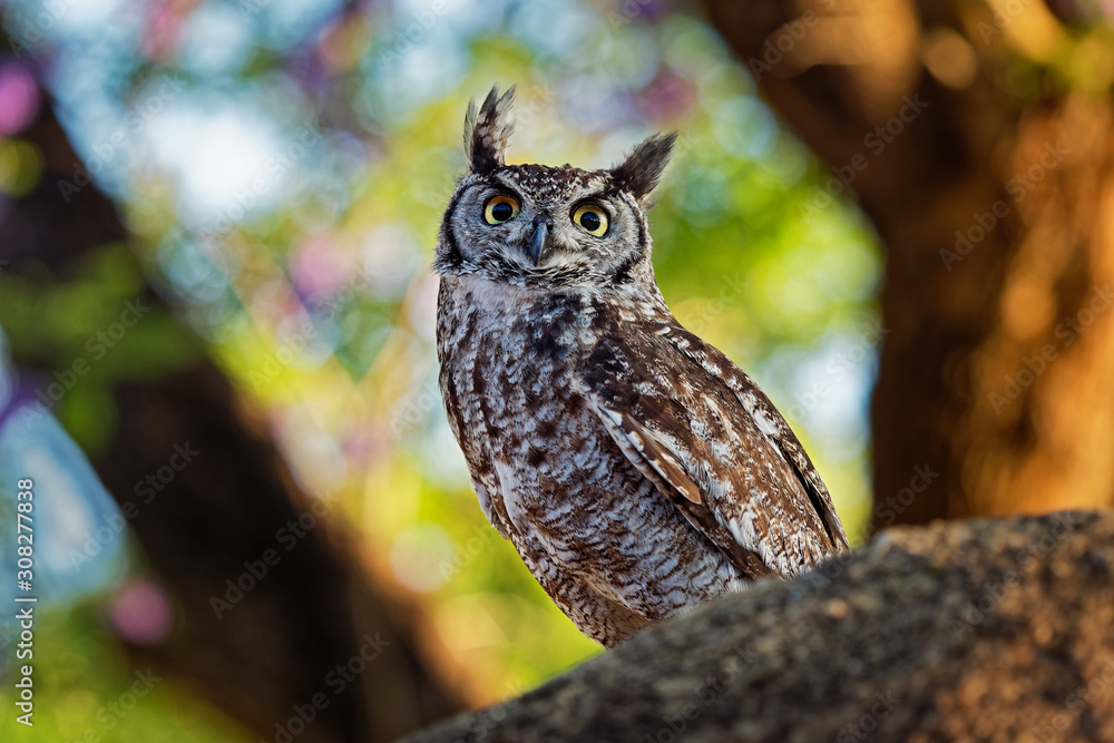 African Eagle Owl