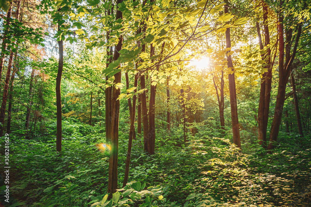 Spring Summer Sun Shining Through Canopy Of Tall Trees Woods. Upper ...