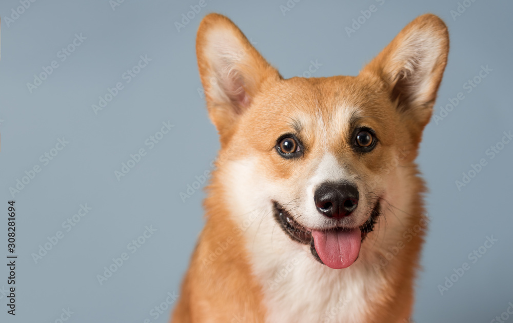 Portrait of a Corgi dog. Dog sits on a blue background and looks at the ...