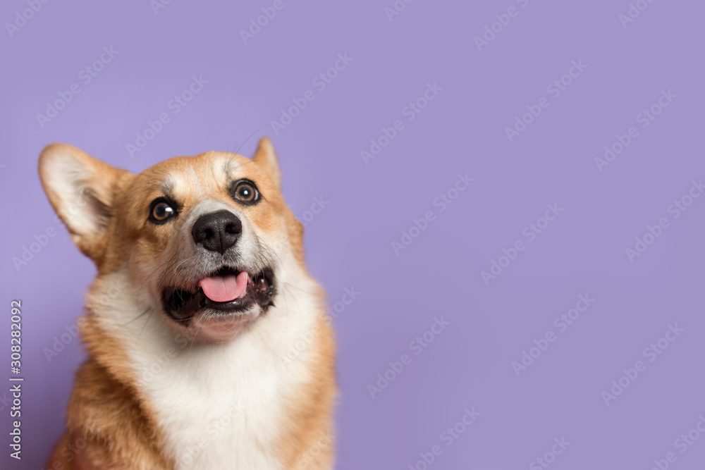 Portrait of a Corgi dog. Dog sits on a purple background and looks at ...