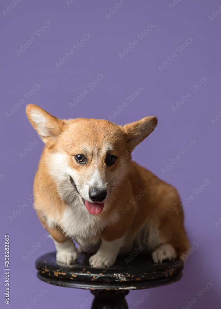 Portrait of a Corgi dog. Dog sits on chair on a purple background. His ...