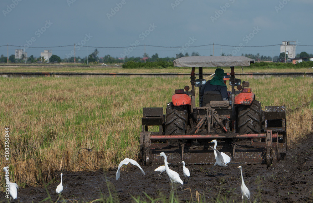 Scenery of paddy tractor at field.Paddy seed planting machine ...