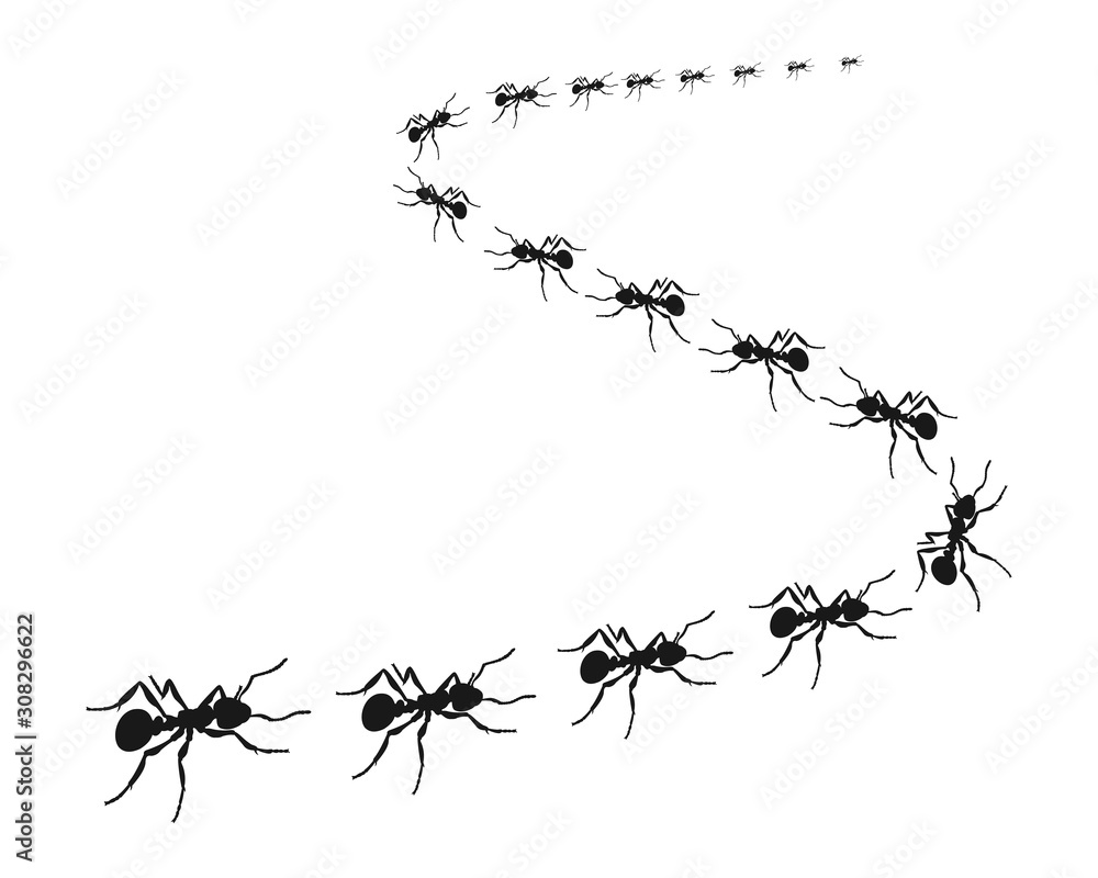 Worker ants marching in a line. ants road, Vector illustration Stock ...