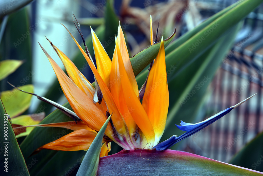 Crane flower (Strelitzia reginae) in the garden on the Madeira Island ...