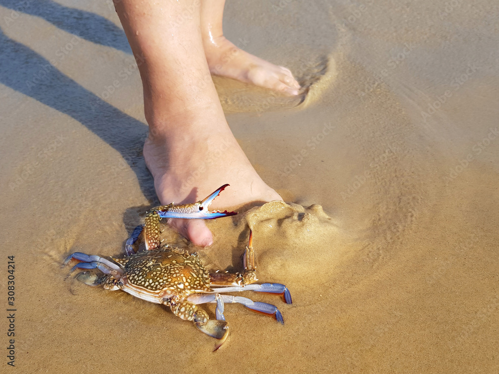 Flower crab or blue swimmer crab, or sand crab. Portunus armatus ...