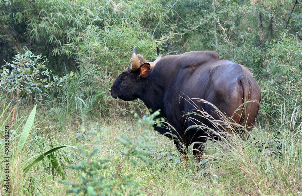 gaur Stock Photo | Adobe Stock