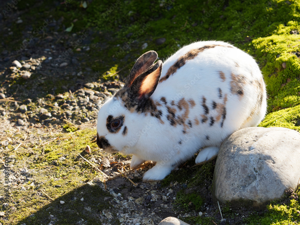 Fotografia do Stock: (Oryctolagus cuniculus) Un lapin papillon anglais ...