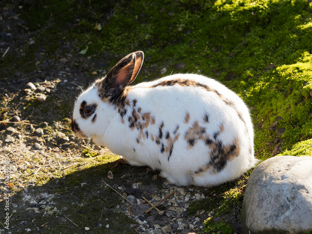Un lapin papillon anglais (Oryctolagus cuniculus) vu de dos avec une ...