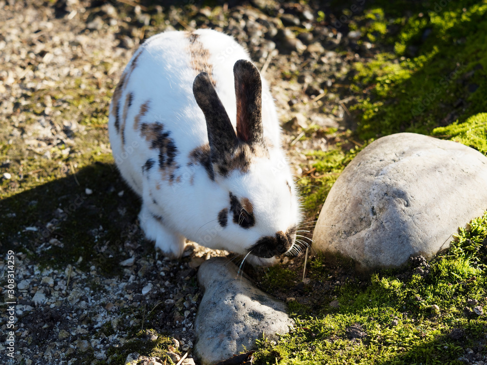 (Oryctolagus cuniculus) Un lapin papillon anglais vu de face avec une ...