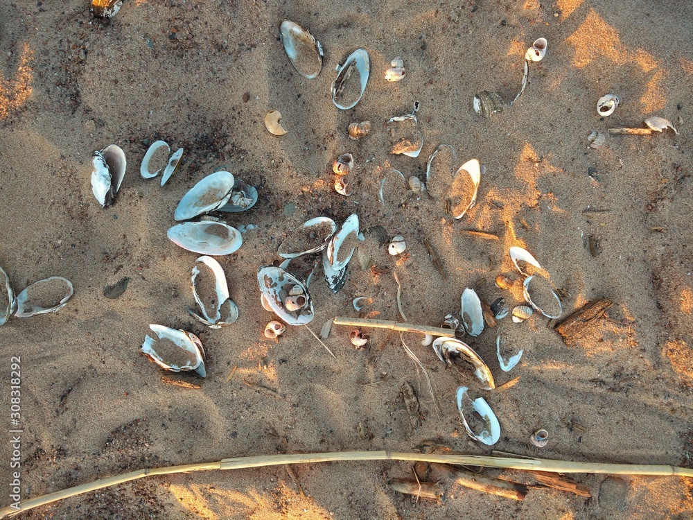 Seashells lie in a messy pile during low tide on the beach at sunset ...