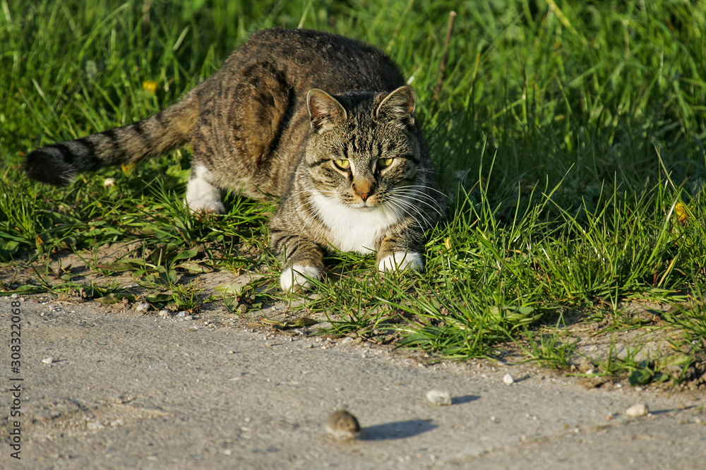 Katze (Felis catus) jagd und spielt mit erbeuteter Feldmaus (Microtus ...