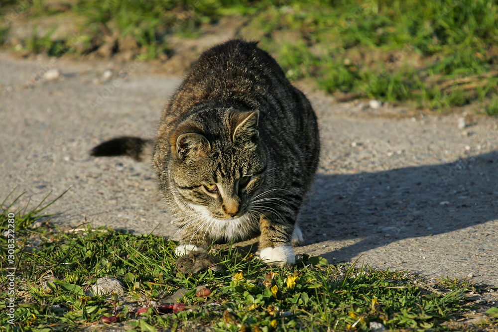 Katze (Felis catus) jagd und spielt mit erbeuteter Feldmaus (Microtus ...